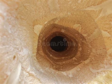 Close Up Cross Section Of Papaya Tree Bark Revealing Intricate