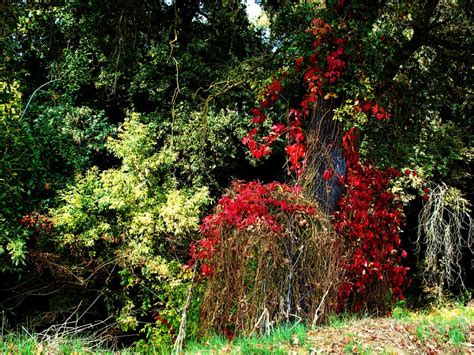 Bleeding Trees By ScaraDactyle On DeviantArt