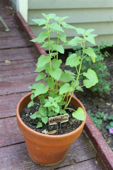 Catnip Plant Mosquito Repellent