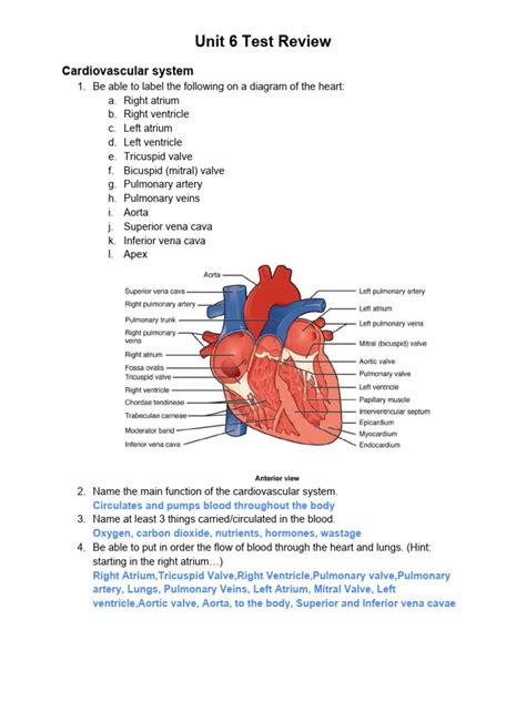 unit 6 test review pdf respiratory tract heart