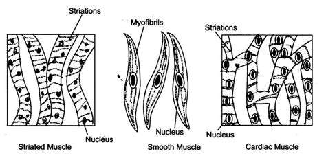 Ncert Solutions For Class 9 Science Chapter 6 Tissues