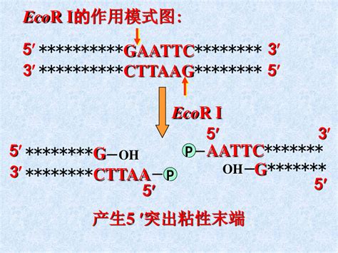 DNA 的限制性内切酶酶切分析 word文档在线阅读与下载 免费文档