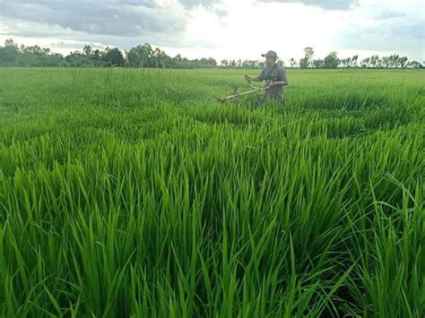 ตัดเพื่อ ลดกา เกษตรอินทรีย์ เกษตรยุคใหม่ เพื่อเกษตรกรไทย