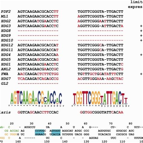 Intron Exon Structure Of C4hdz Coding Regions Exons Are Represented By Download Scientific