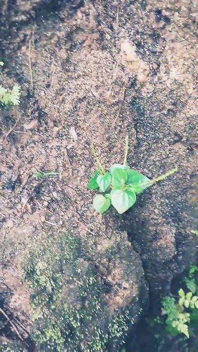 බොහෝ දෙනෙක් නොදන්න ආහාරයක් ලංකාවේ බහුලව වැවෙන දිය තිප්පිලි ශාකය Youtube