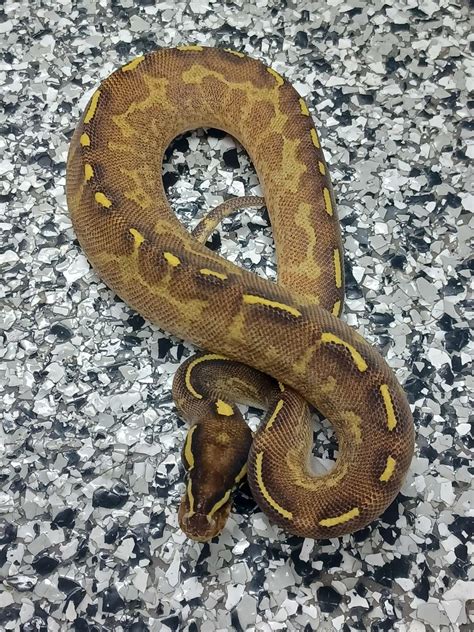 Mutation Creation