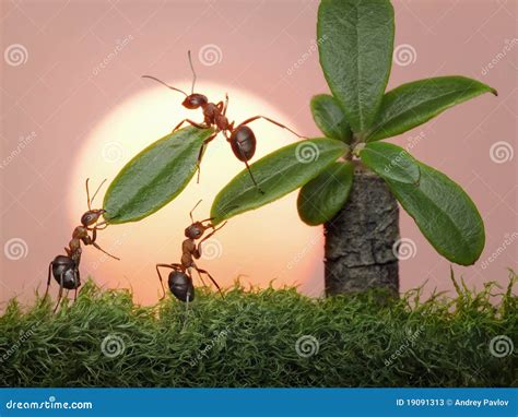 Team Of Ants Work With Leaves Of Palm Teamwork Stock Image Image Of Leaves Holding 19091313