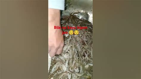 Hipon Kayu Jan Youtube