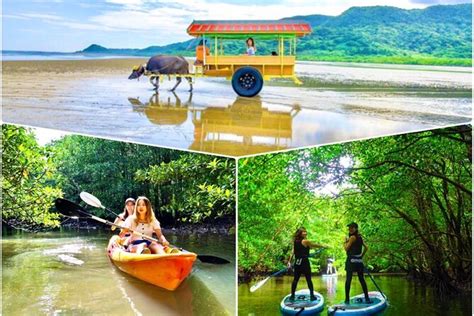 Iriomote Sup Canoe Tour At Mangrove Forest Sightseeing In Yubujima Island