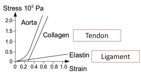 Engineering At Alberta Courses Viscoelastic Properties And Nonlinear