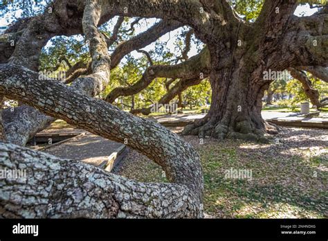 Twisting Branches Of Treaty Oak An Ancient Florida Live Oak Tree At