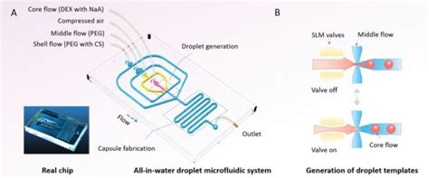 A Droplet Microfluidic Platform For Stem Cell Organoid Engineering