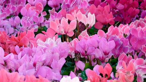 心が元気になる花言葉 ひとのこと