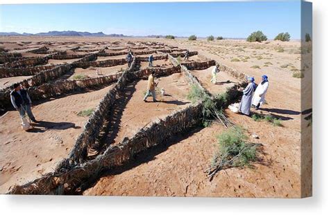 Desertification Prevention 4 Canvas Print By Science Photo Library