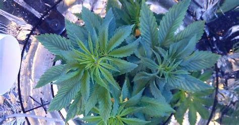 New Configuration Album On Imgur