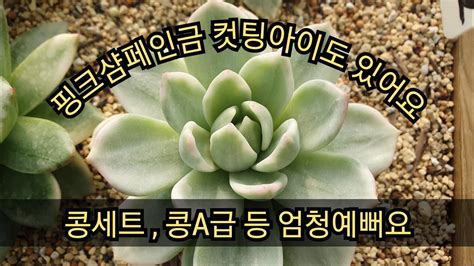 12월 8일 오늘 영상 볼게 많아요 얼른 구경해보세요 Youtube