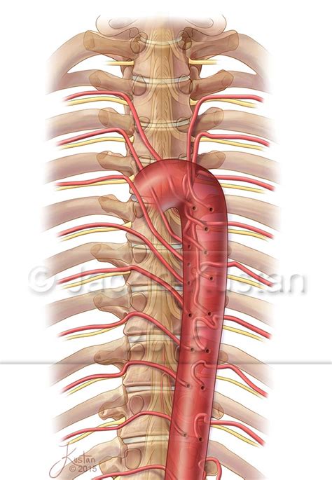 Intersegmental Arteries Jackie Kustan Medical Illustration