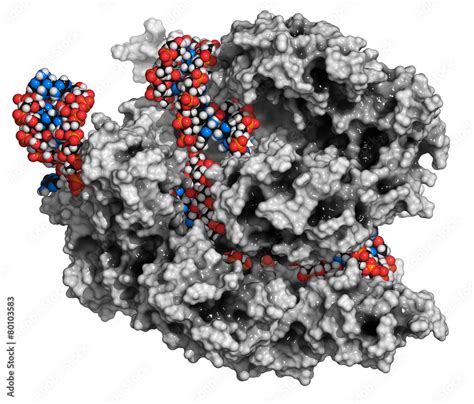 Crispr Cas9 Gene Editing Complex From Streptococcus Pyogenes Stock Illustration Adobe Stock