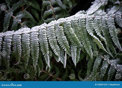 What Is A Frosty Fern At Isla Lascelles Blog