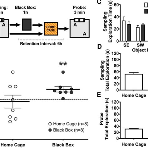 Reducing Sensory Stimulation After Learning Promotes Retention Of Download Scientific Diagram
