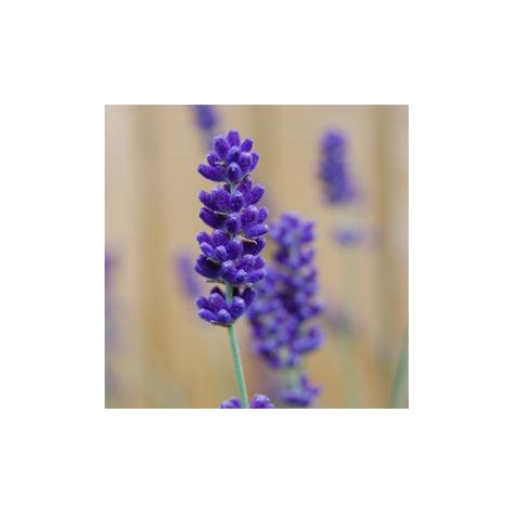 Lavandula Angustifolia Hidcote Blue