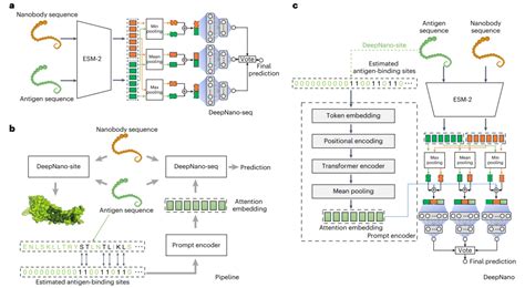 研究进展：清华大学刘民团队深度学习 纳米抗体 Nature Machine Intelligence Py学习
