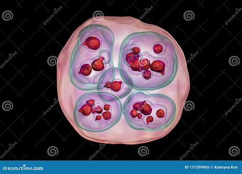 Hydatid Cyst Of Echinococcus Multilocularis Stock Illustration