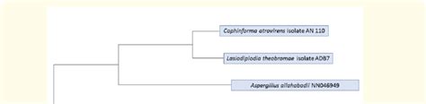 Molecular And Evolutionary Relationship By Maximum Likelihood Method