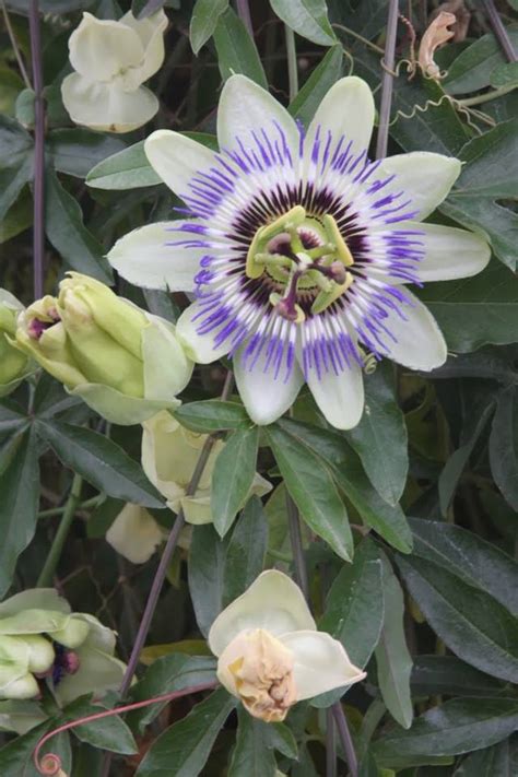 ყვავილები პასიფლორა ვნების ყვავილი ულამაზესი Facebook