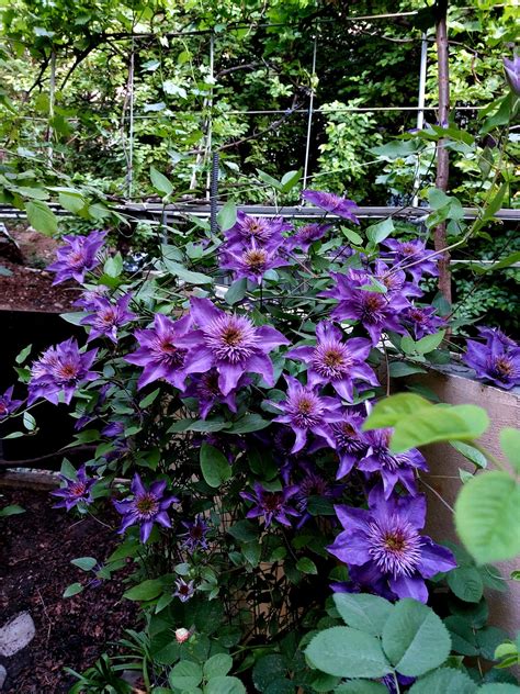 ყვავილები ჩემი სამყაროა