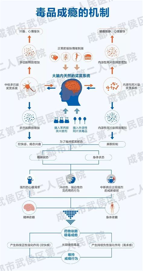 一张图搞明白毒品危害成瘾机制毒品区别及戒毒方法 凤凰网健康 凤凰网