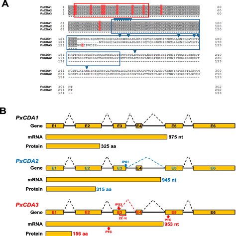 Figure 1 From Suppression Of Chitin Triggered Immunity By A New Fungal