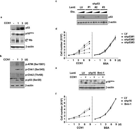 The Matricellular Protein Ccn1 Induces Fibroblast Senescence And