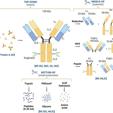 USP Limits For Weight Variation Test For Uncoated Tablets Download Scientific Diagram