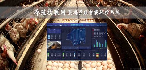 蛋鸡养殖智能环控系统方案养鸡场智能安防设计方案 Csdn博客