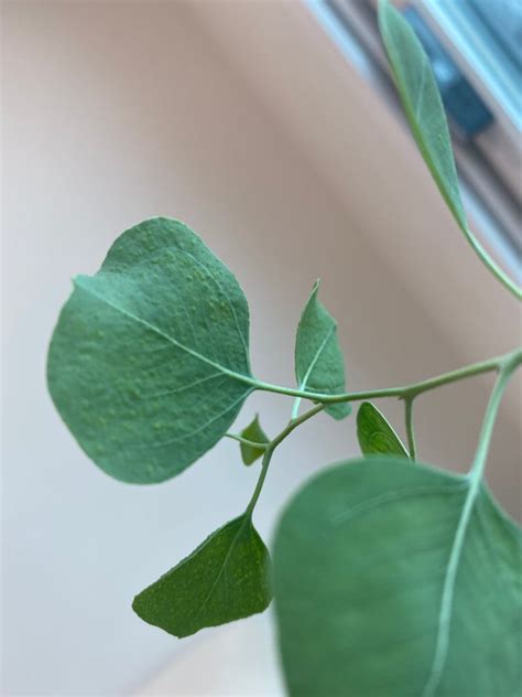 유칼립투스 폴리안 잎이 이상해요 사진 지식in