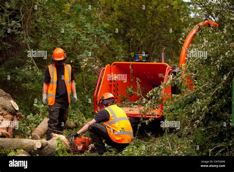 Foresters Cutting Up Fallen Tree Hi Res Stock Photography And Images Alamy