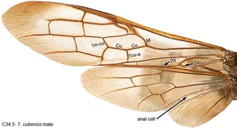 Hymenoptera Wing Venations Flashcards Quizlet
