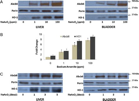 Abcb6 Expression In Mice Fed Sodium Arsenite In Drinking Water A Download Scientific Diagram