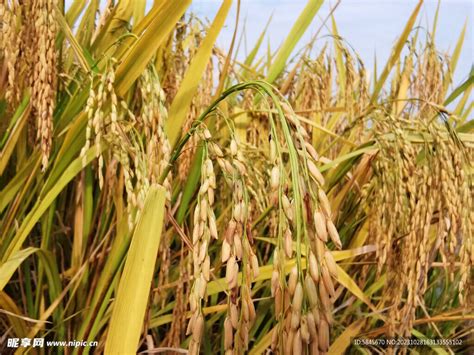 成熟的水稻摄影图 田园风光 自然景观 摄影图库 昵图网