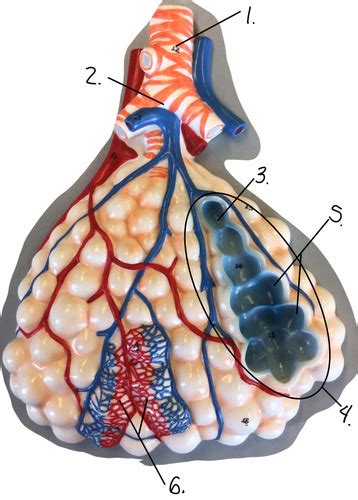 Lung Microscopic Model Flashcards Quizlet