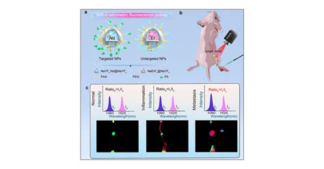 Nir Ii Ratiometric Fluorescence Probes Enable Precise Determination Of The Metastatic Status Of