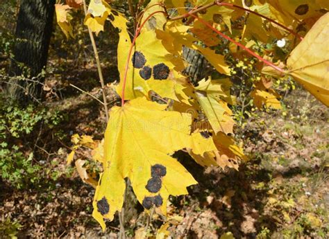 Maple Tree Leaf Diseases Tar Black Spot Is One Of The Most Readily