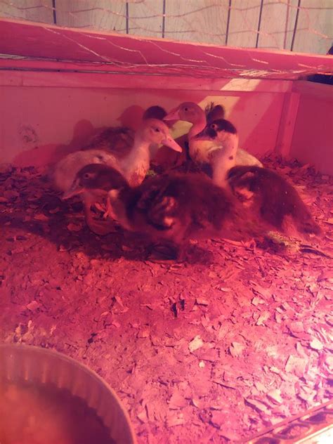 Duck Pond Part 1 Prep