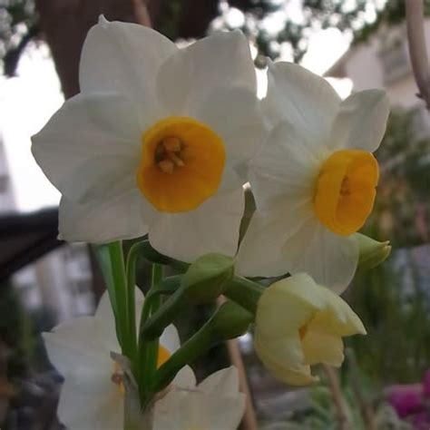 スイセンは絵になるね Niwa niha Hana 庭には花