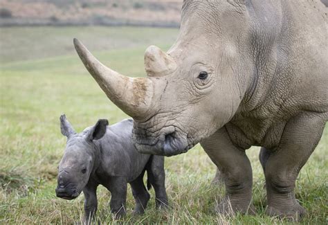 Female Rhinoceros