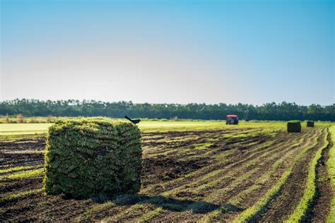 Should I Buy Sod At Lowes Or Home Depot Considerations For Orlando Fl Homeowners