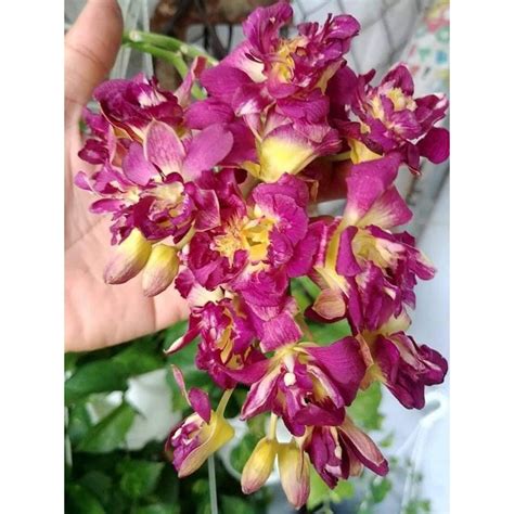 Hoa Lan Denro Hoa Hồng đỏ Cây Trưởng Thành Chậu Phi 12 Shopee Việt Nam