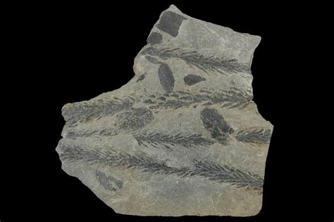 2 6 Pennsylvanian Fossil Fern Lepidodendron Plate Kentucky 181342 For Sale