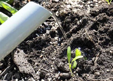 How To Sow Grow Parsnip And Its Care Global Gardening Secrets